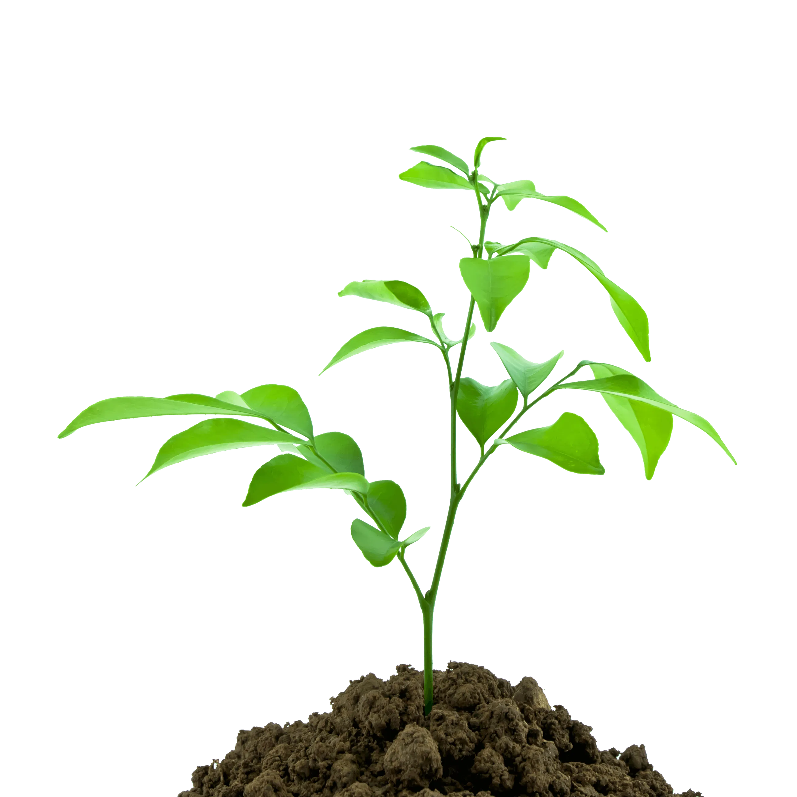 Agrofa