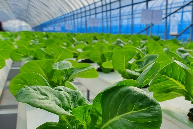 Agrofa