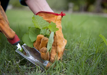 Agrofa