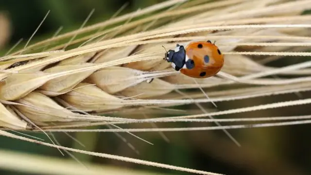 Agrofa